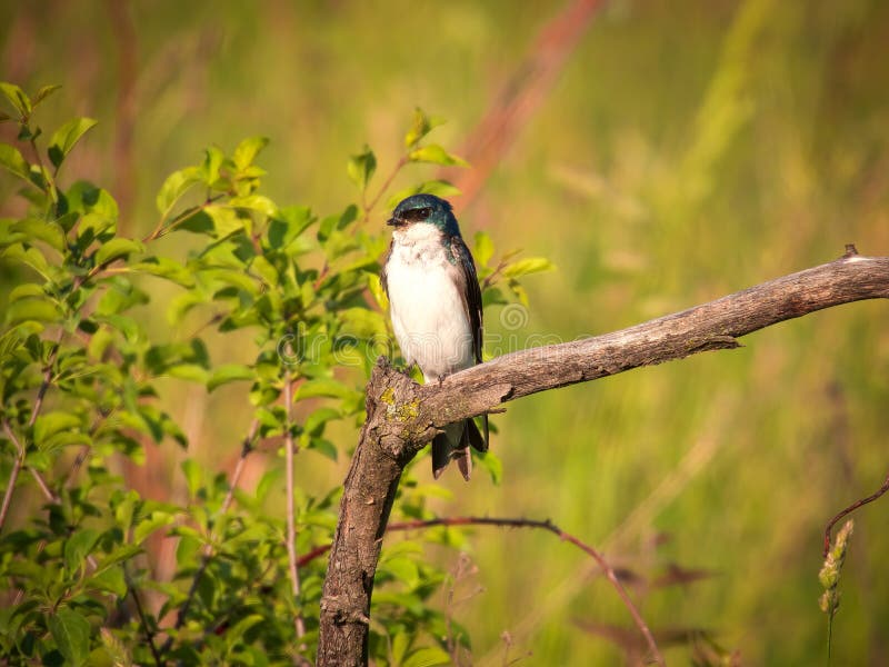 Tree Swallow Bird Perched at the Corner of a Bare Branch in Front of ...