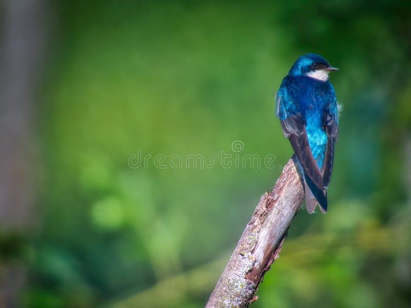 Tree Swallow Bird Perched on a Dead Branch in Front of Green Foliage ...