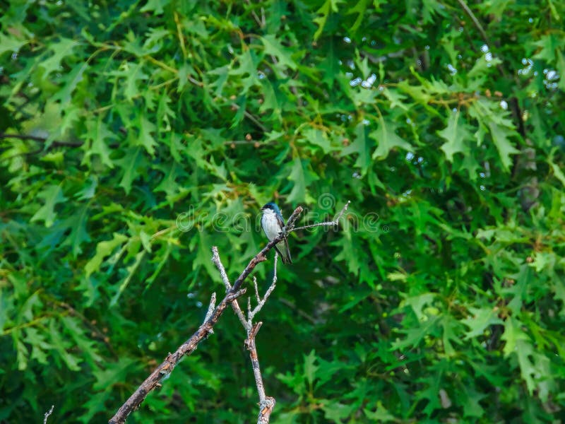 Tree Swallow Bird Perched on a Dead Branch in Front of an Oak Tree ...