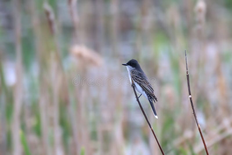 Reed Branchn Stock Photos - Free & Royalty-Free Stock Photos from ...