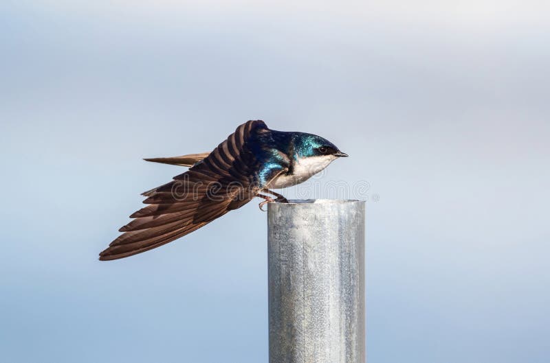 A Tree Swallow Bird Stretching Its Wing while Perched on a Pole. Stock ...