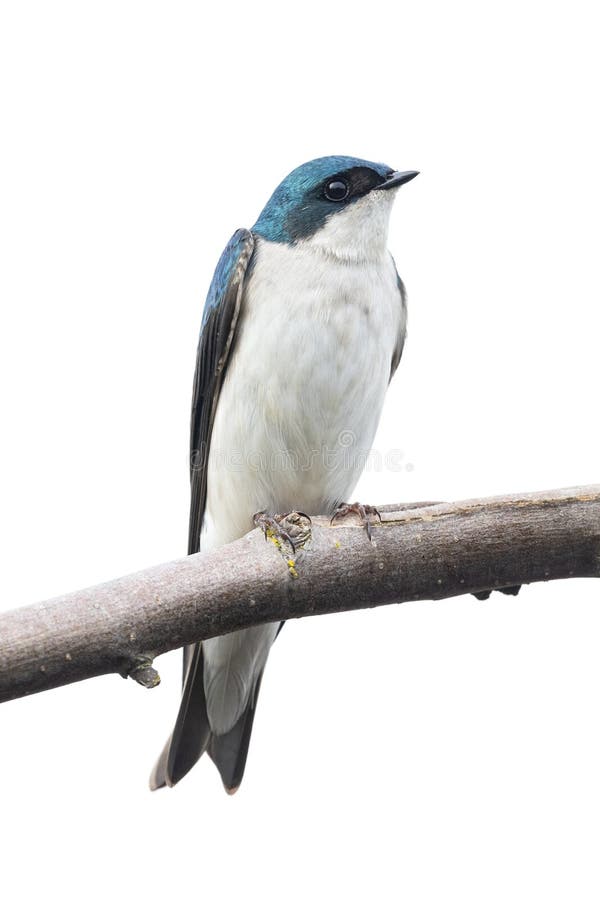 Tree swallow bird stock photo. Image of white, animal - 245890282