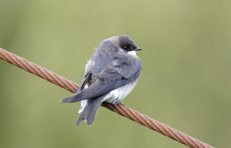 Tree swallow bird stock image. Image of bird, tree, vancouver - 365445653