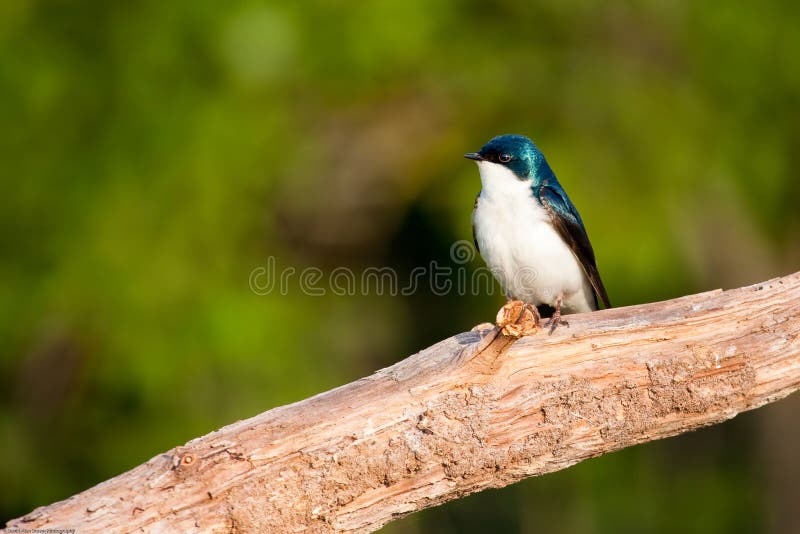 Tree Swallow on Branch stock photo. Image of wings, webster - 16463296