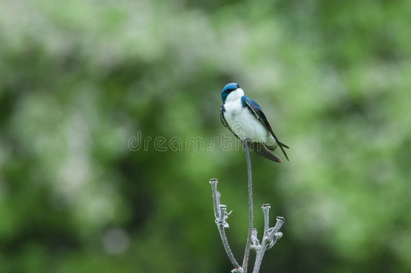 Tree Swallow stock photo. Image of flight, flying, feather - 36824674