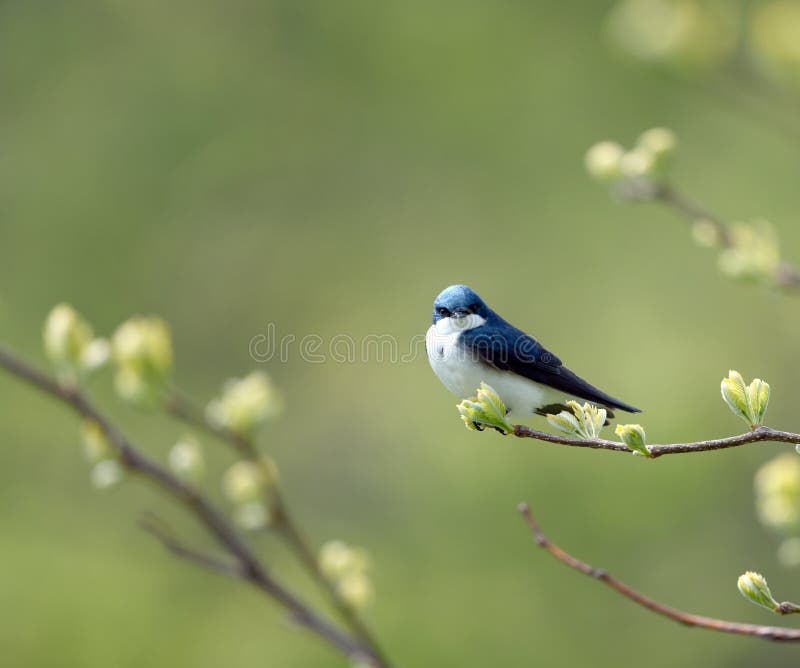 Tree Swallow on Branch Looking at You Stock Photo - Image of natural ...