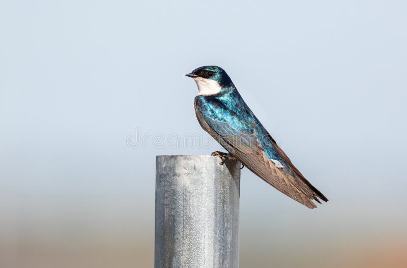 A Tree Swallow Close Up Portrait with a Clean Background. Stock Image ...