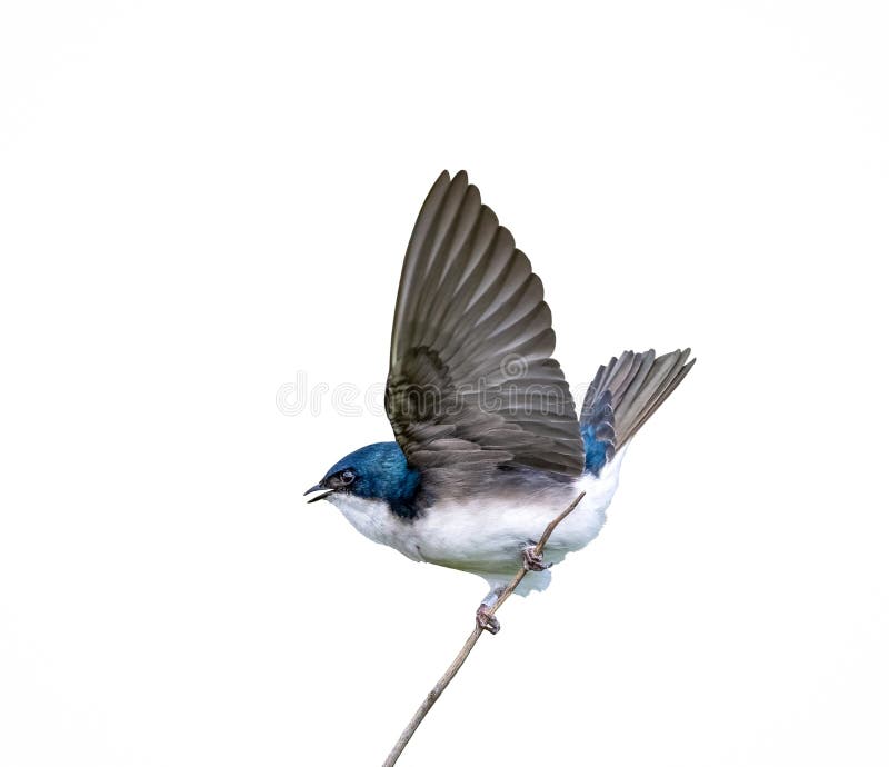 Tree Swallow Close Up on White Background Stock Photo - Image of tree ...