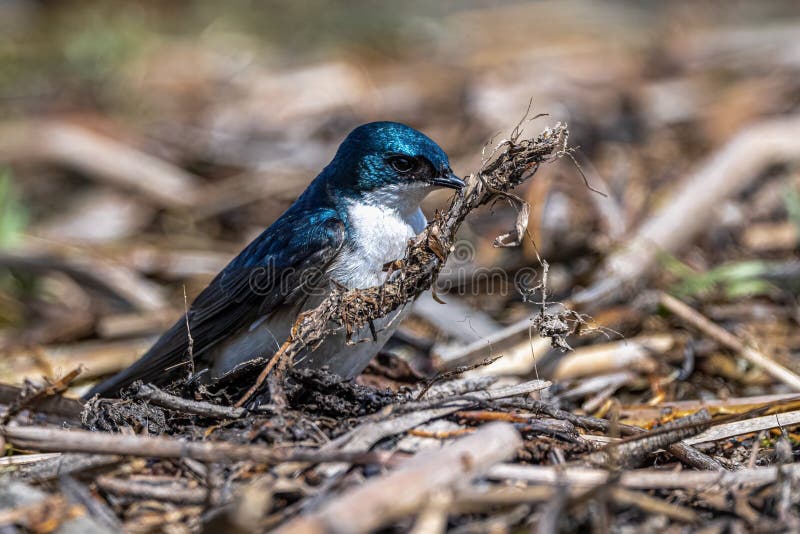 Tree Swallow Collecting Nesting Material Stock Image - Image of fence ...