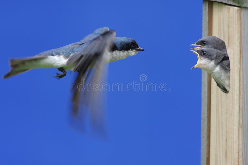 Tree Swallow Feeding Babies Stock Image - Image of hole, tree: 45014833