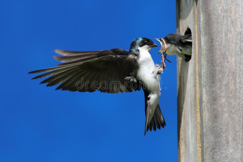 Tree Swallow Feeding Babies Stock Image - Image of bird, begging: 15293055