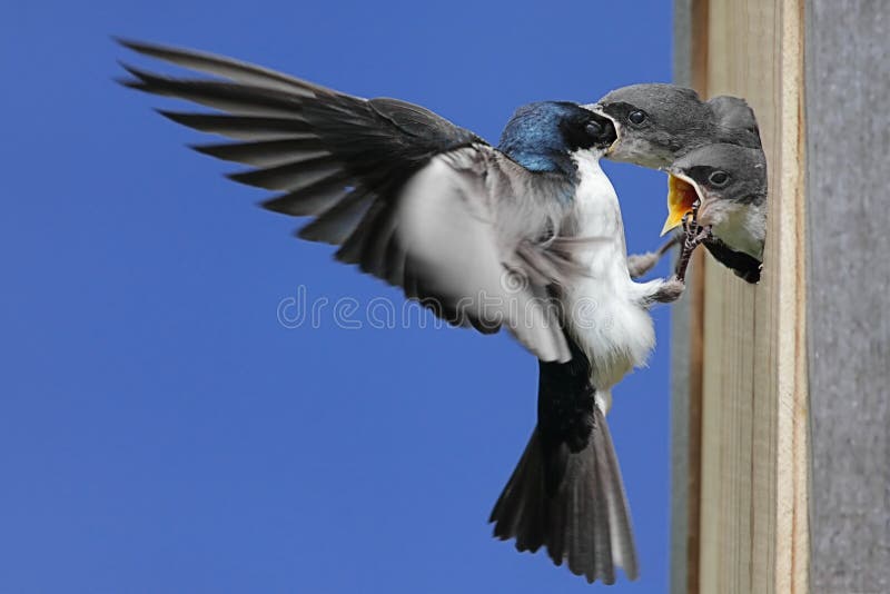 Tree Swallow Feeding Babies Stock Image - Image of hole, tree: 45014833