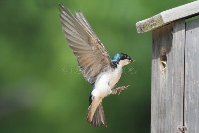 Tree Swallow Feeding Babies Stock Photo - Image of tachycineta, eating ...