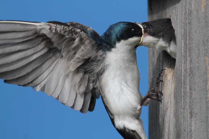 Tree Swallow Feeding Babies Stock Image - Image of hungry, wild: 41998387