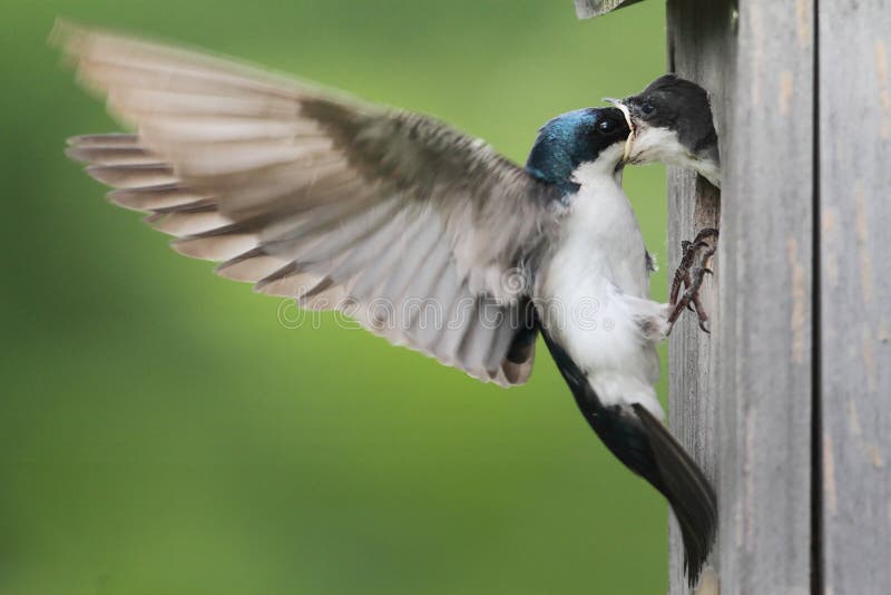 Tree Swallow Feeding Babies Stock Photo - Image of food, eating: 42034596