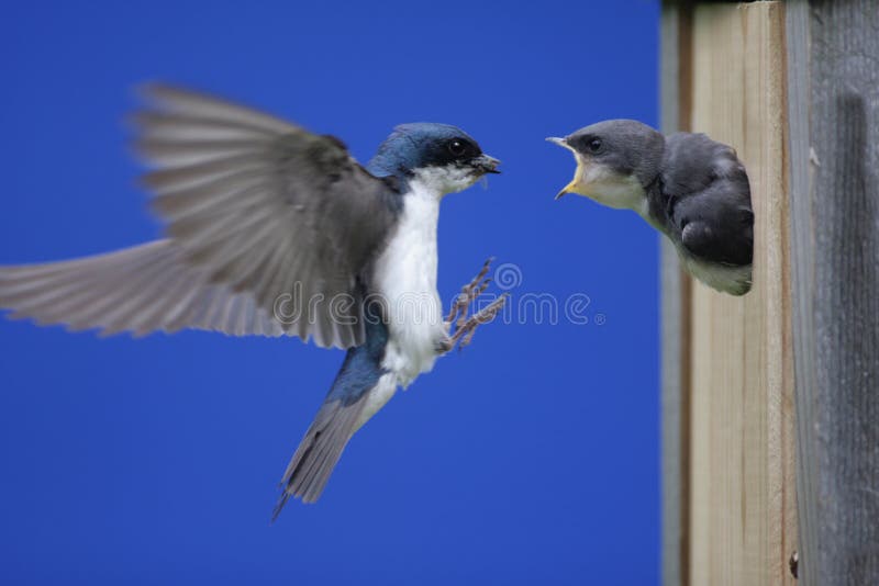 Tree Swallow Feeding Babies Stock Image - Image of hole, tree: 45014833