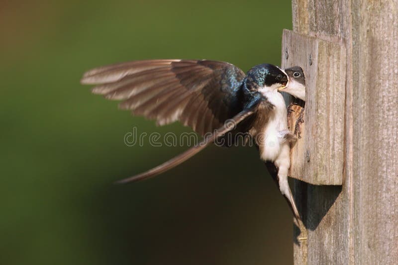 Tree Swallow Feeding Babies Stock Image - Image of wood, birds: 77981661