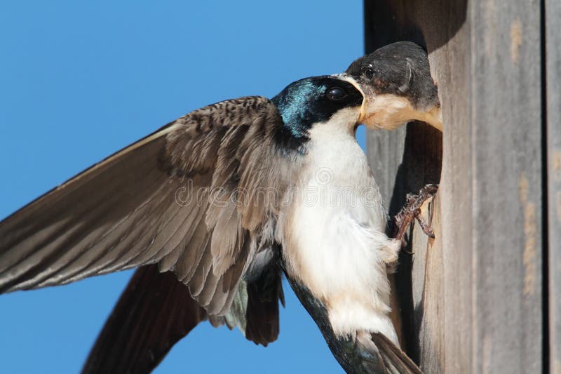 Tree Swallow Feeding Babies Stock Image - Image of nature, swallow ...