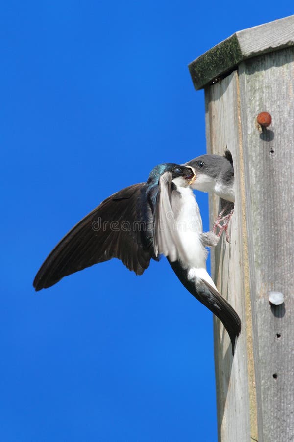 Tree Swallow Feeding Babies Stock Photo - Image of eating, tree: 96890380