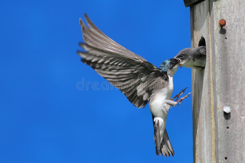 Tree Swallow Feeding Babies Stock Image - Image of wildlife, wing: 96890553