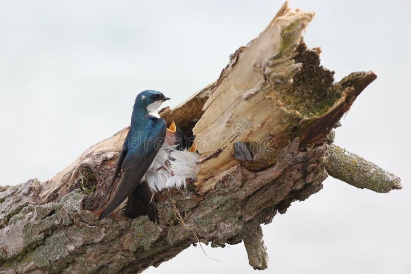 Tree Swallow Feeds Her Babies in a Dead Tree Branch, in a Nest of ...