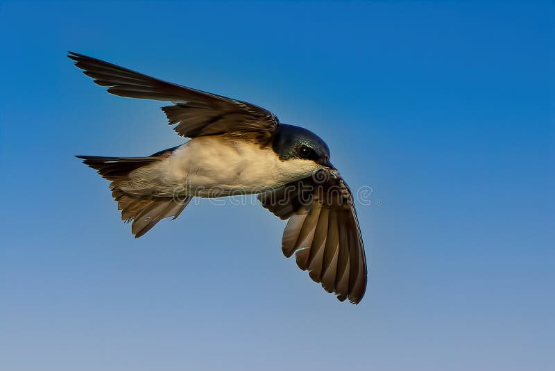 Tree Swallow stock photo. Image of bluebird, spring, bird - 19072366