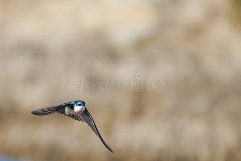 Tree Swallow In Flight