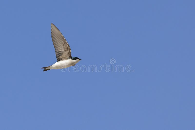 Tree Swallow in Flight with Wingspan Stock Photo - Image of fast, song ...