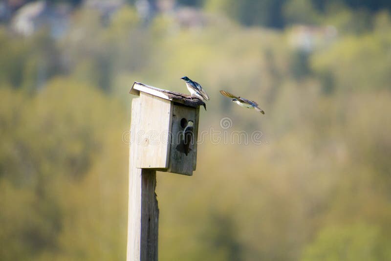 A Tree Swallow Flying Around a Bird House Stock Image - Image of bird ...