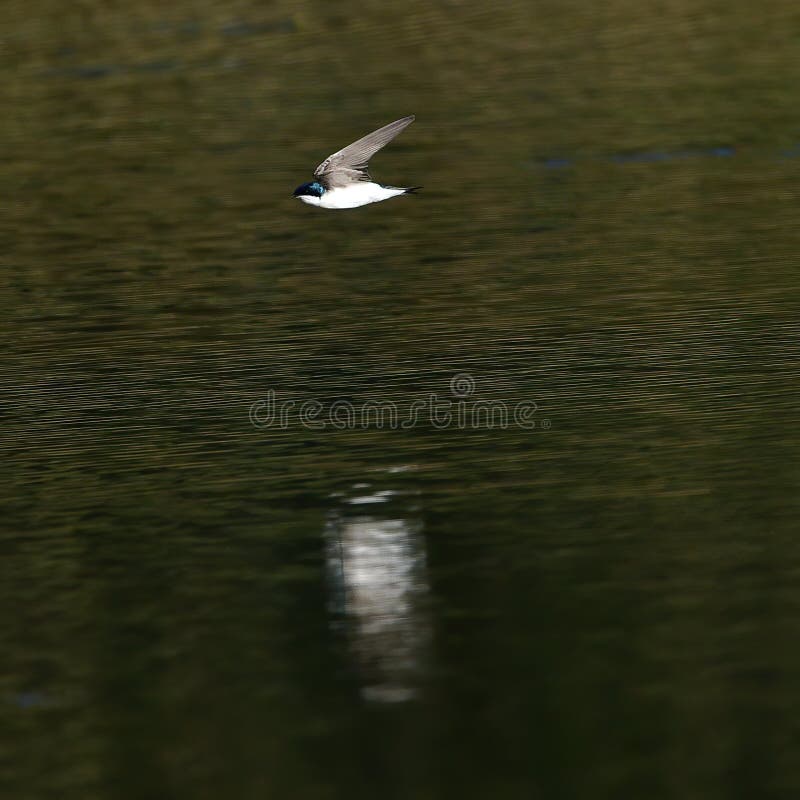 Tree Swallow Flying Over Water Stock Image - Image of nature, leaf ...