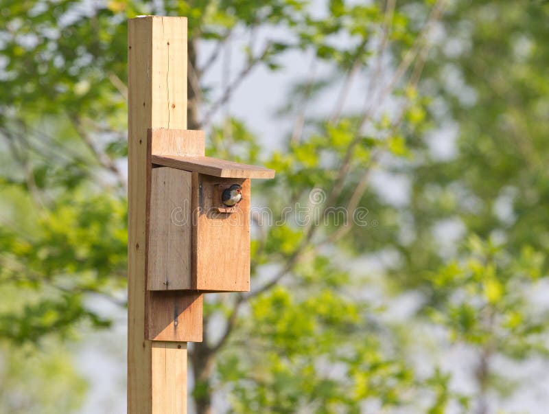 Tree Swallow in Hole of Nesting Box with Mouth Open. Stock Photo ...