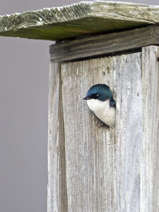 Tree Swallow stock photo. Image of bluebird, spring, bird - 19072366