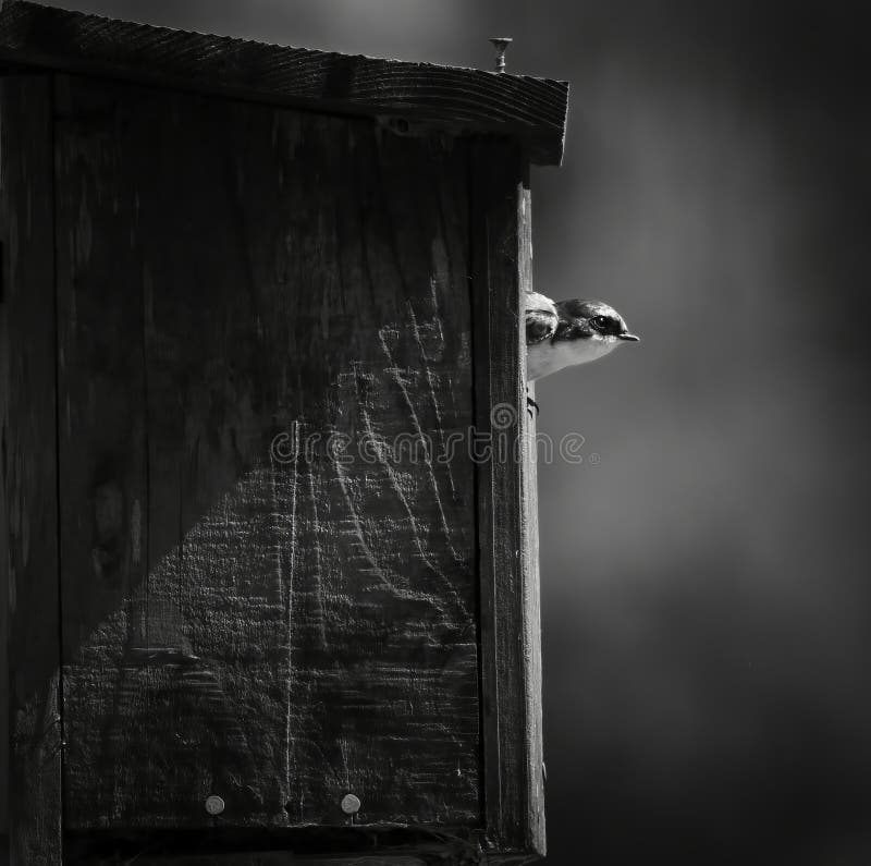 A Tree Swallow in Its Bird Box on a Farm Stock Image - Image of wing ...