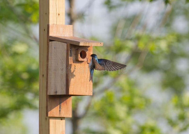Tree Swallow Landing on Nesting Box Stock Photo - Image of swallow ...