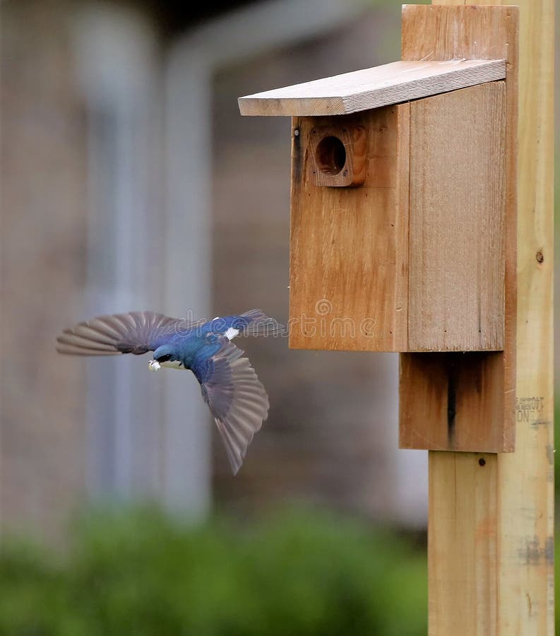 Tree Swallow Leaving Nesting Box Stock Image - Image of wing, blue ...