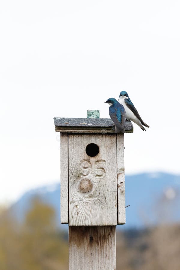Tree Swallow on a nest box stock image. Image of bird - 92435979