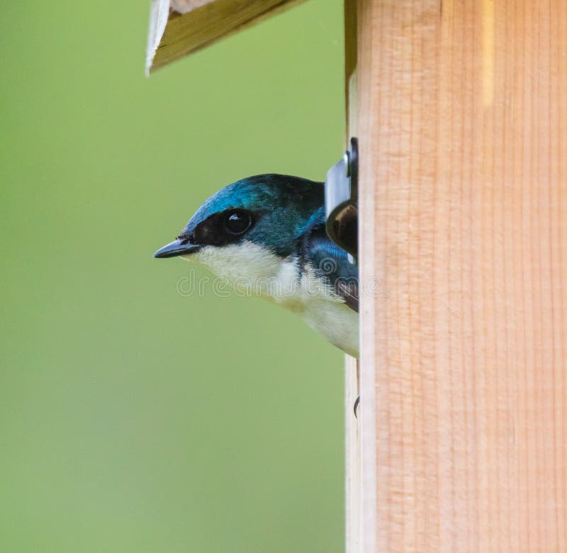 Tree Swallow in a Nest Box stock image. Image of bicolor - 71204519