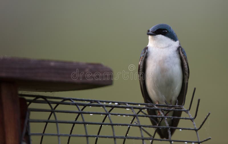 Tree Swallow with Nest Box stock image. Image of migratory - 91694231