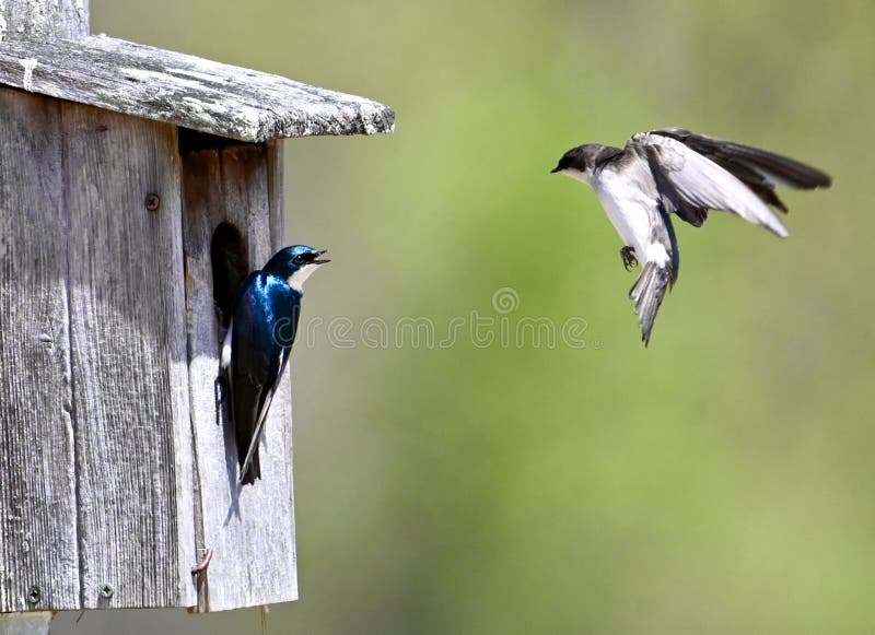 Tree Swallow Nesting Time stock photo. Image of nestbox - 378452982