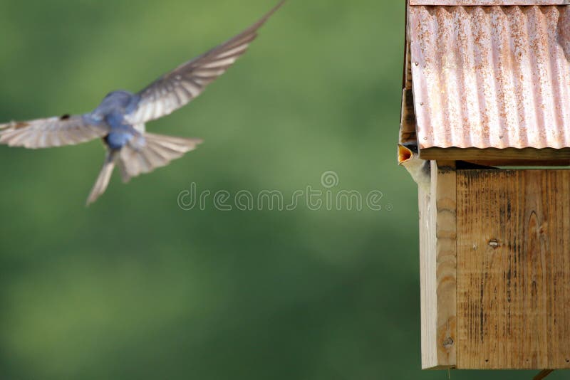 Nesting Tree Swallows stock image. Image of nature, blue - 144507347