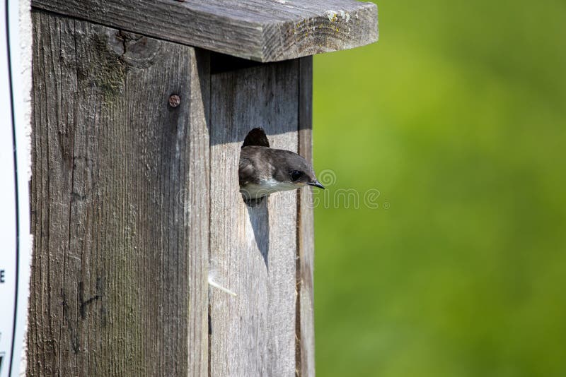 Tree Swallow Peaking Out of a Nesting Box Stock Image - Image of animal ...