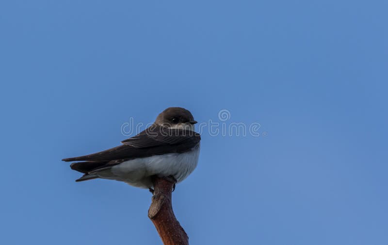 Tree Swallow Perched on Branch Blue Sky Background Stock Photo - Image ...