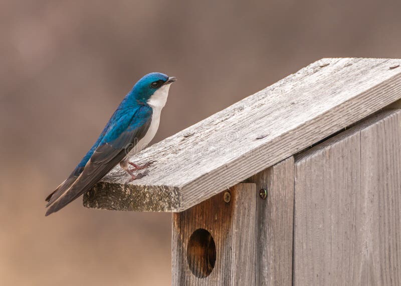 Tree Swallow stock photo. Image of fauna, wildlife, mating - 40209084