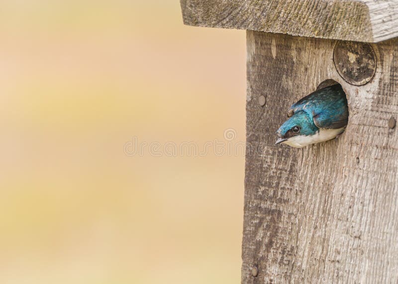 Tree Swallow stock image. Image of mating, tree, avian - 40535327