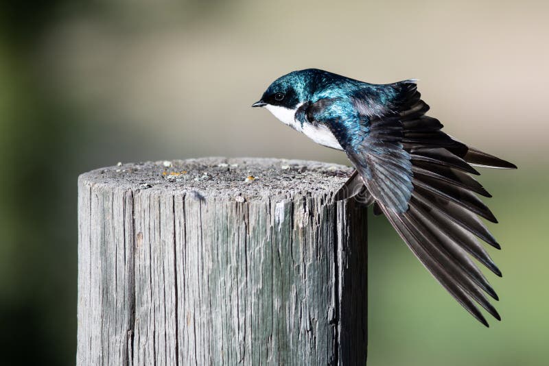 Tree Swallow Perched on an Old Weathered Post with Outstretched Wings ...