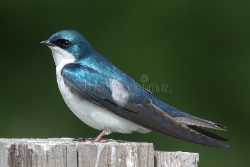 Tree swallow stock image. Image of tree, swallow, feather - 31369743