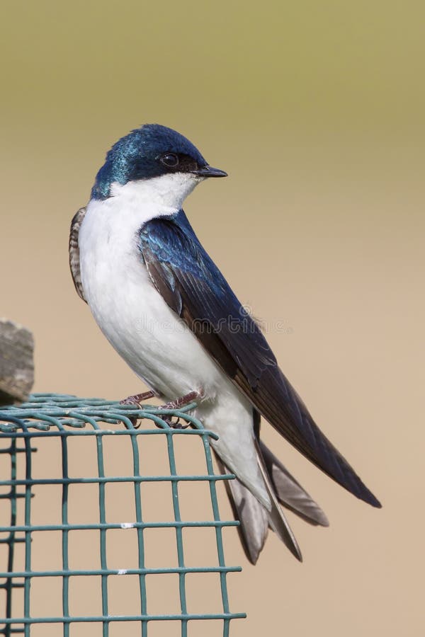 Tree Swallow stock photo. Image of bird, swallow, feather - 32531212