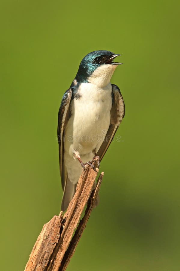 Tree swallow stock image. Image of bird, birds, wings, pretty - 148321