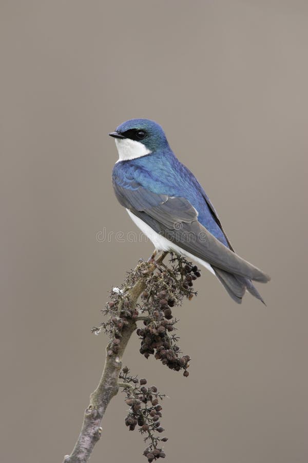 Tree Swallow (Tachycineta Bicolor) Stock Photo - Image of gray, perch ...