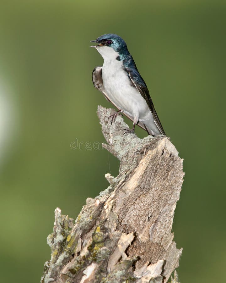Tree Swallow, Tachycineta Bicolor Stock Image - Image of stump, avian ...